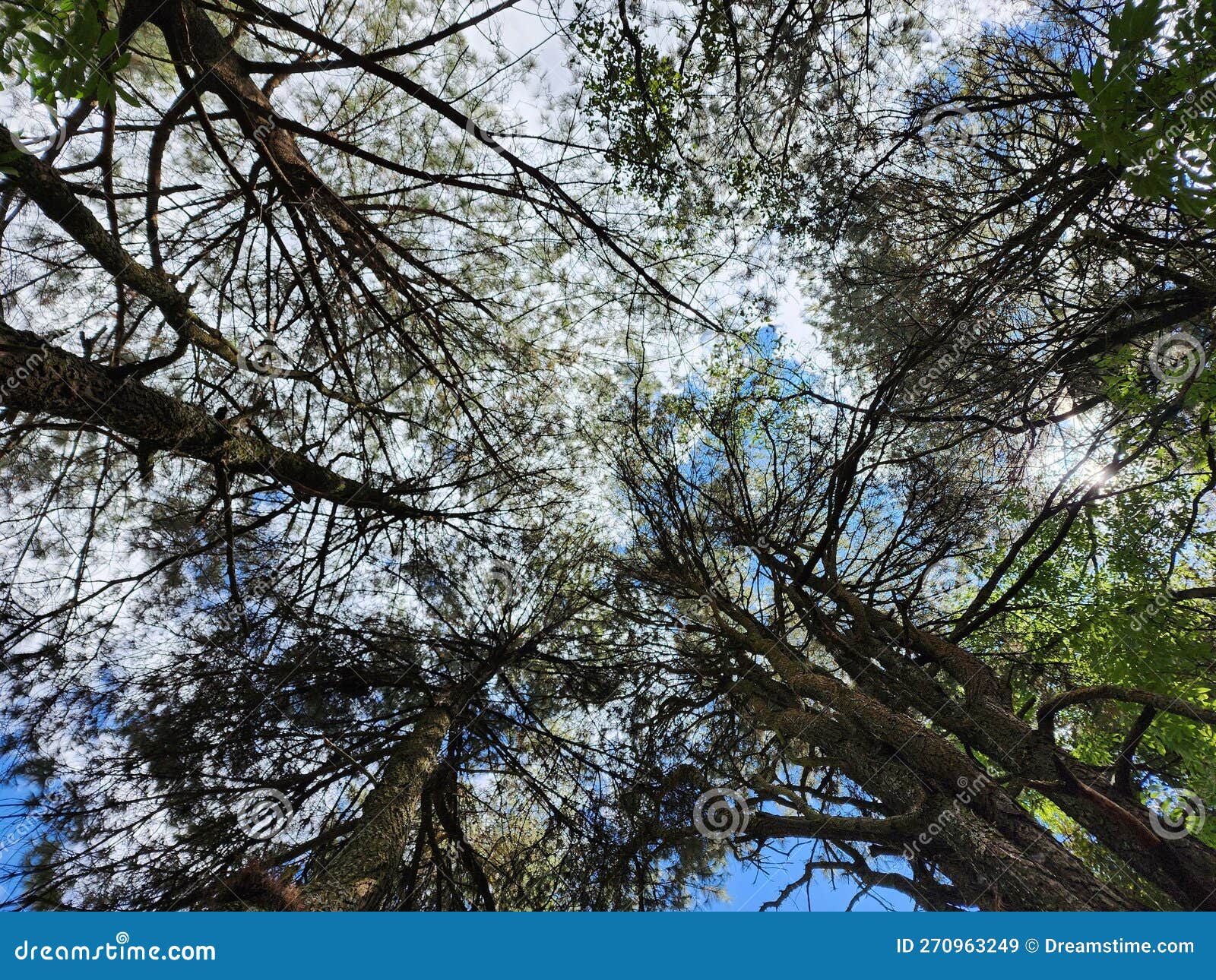 Temperate Forest Trees for Environmental Care Stock Image - Image of ...