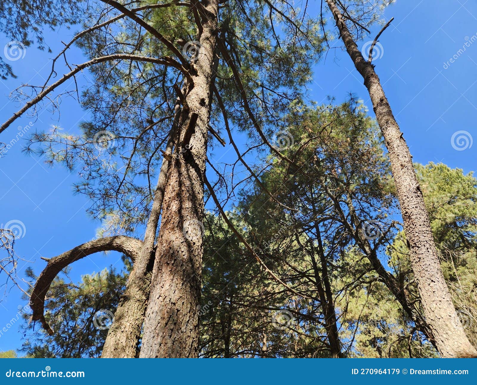Temperate Forest Trees for Environmental Care Stock Image - Image of ...