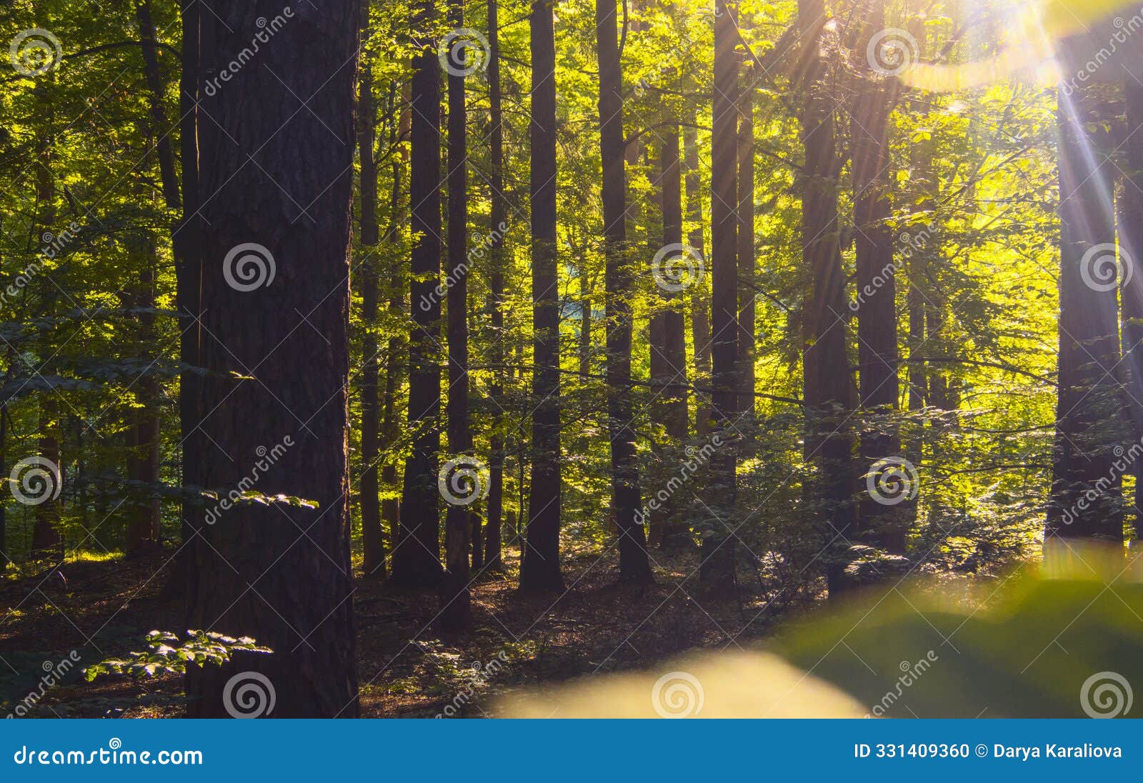 Temperate Green Forest Trees in Sun Like during Sunset Stock Photo ...
