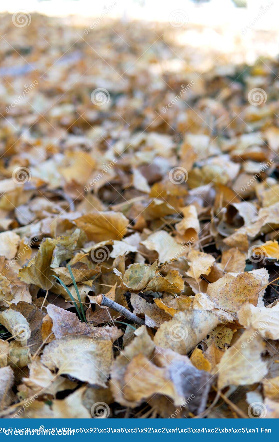 Temperate Monsoon Climate Autumn Leaves Stock Photo - Image of late ...