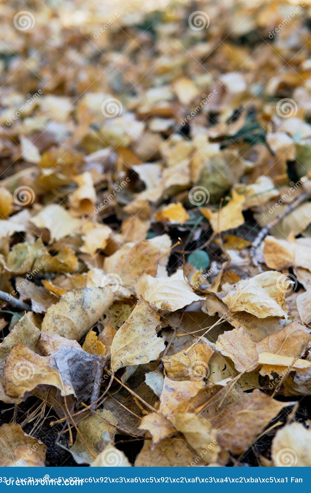 Temperate Monsoon Climate Autumn Leaves Stock Image - Image of ...