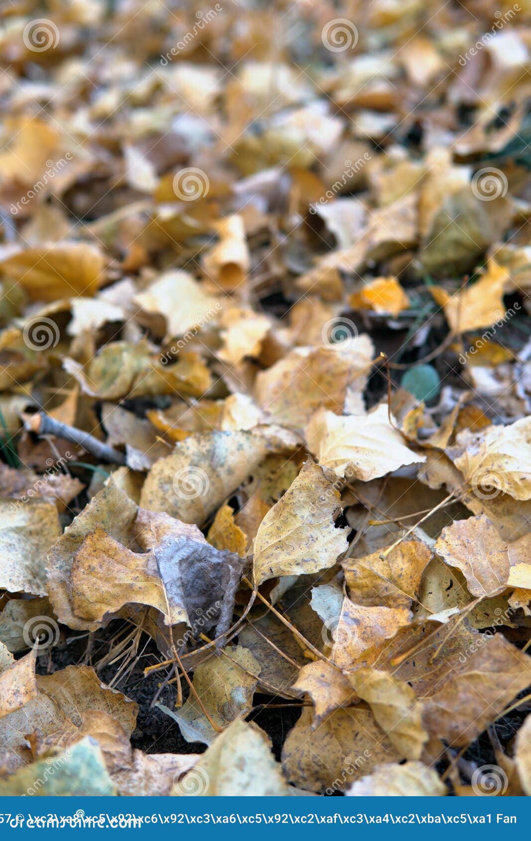 Temperate Monsoon Climate Autumn Leaves Stock Image - Image of dead ...