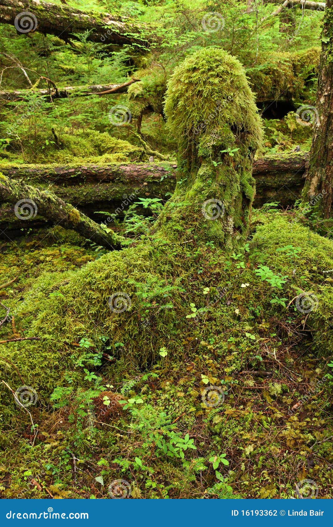 Temperate Rainforest stock photo. Image of moist, park - 16193362