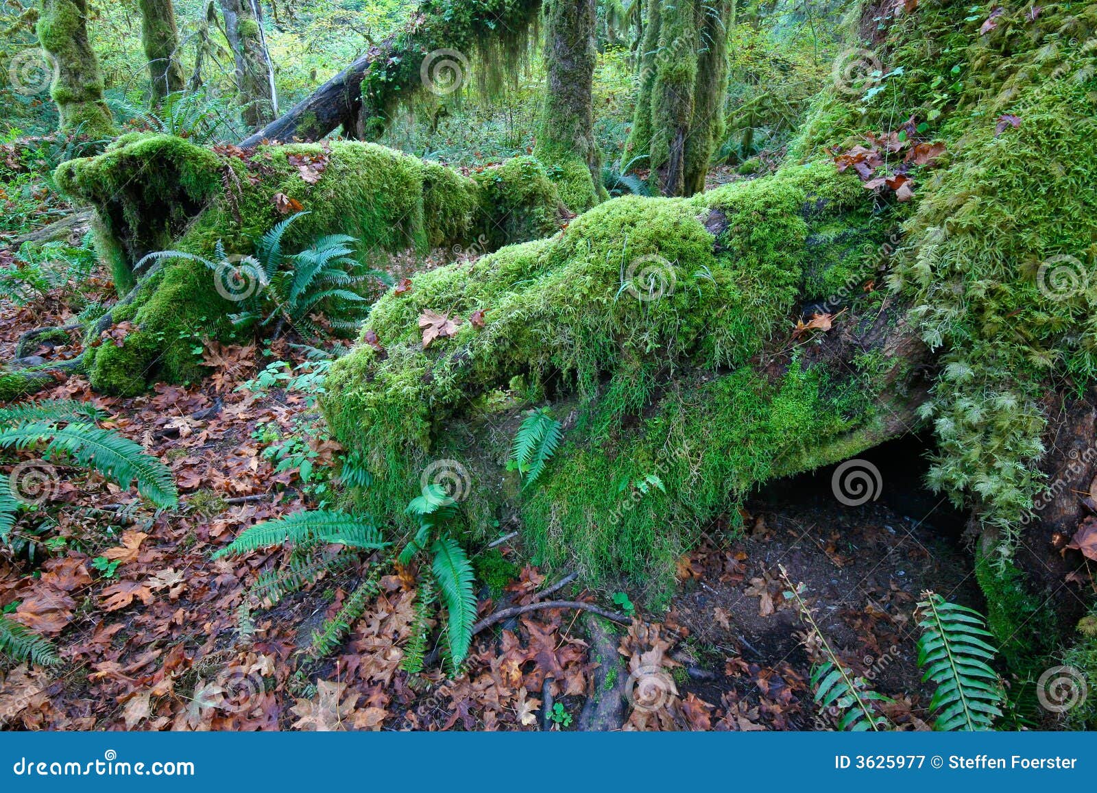 Temperate Rainforest Picture. Image: 3625977