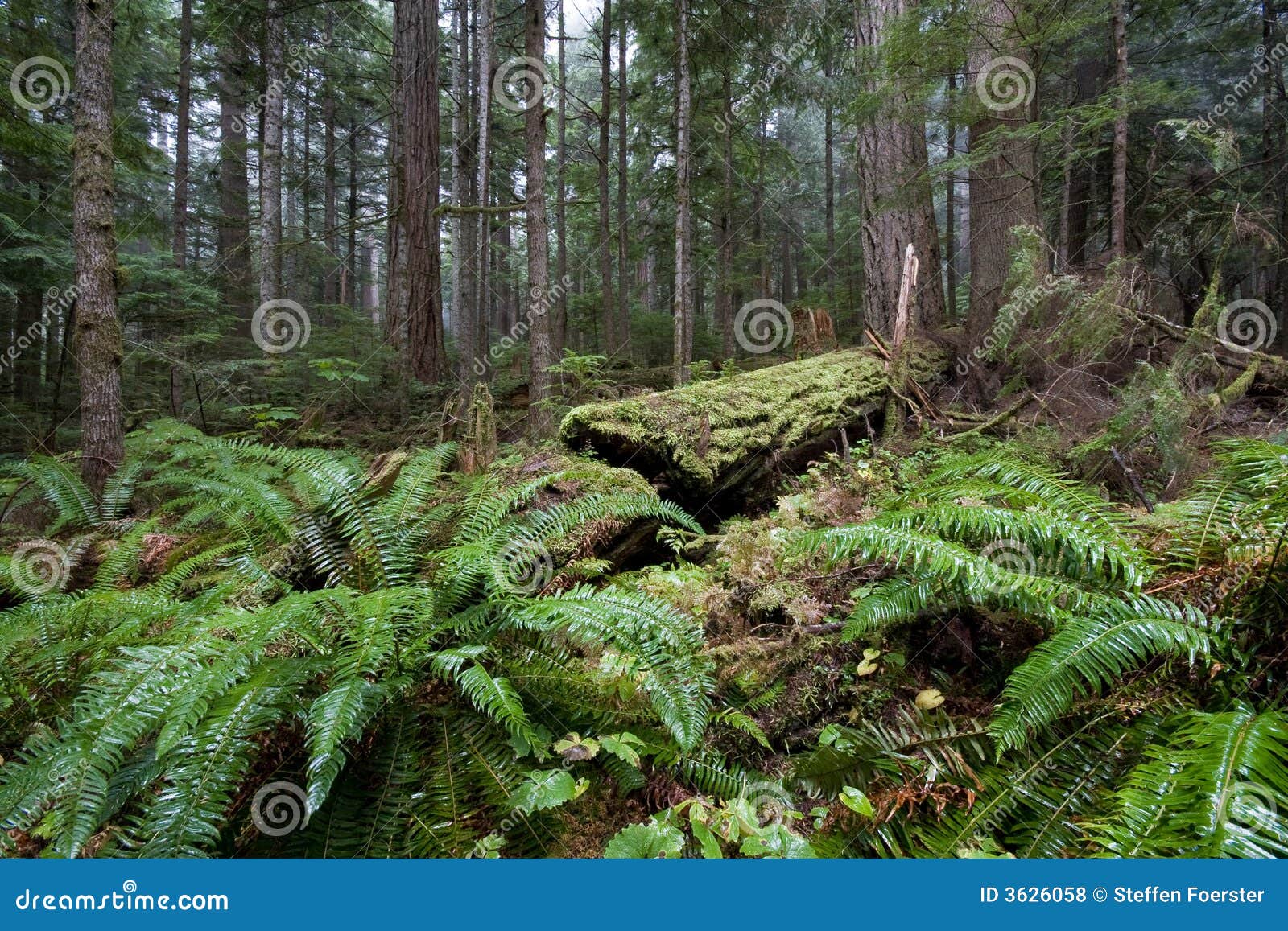Temperate Rainforest stock photo. Image of northwest, gaps - 3626058
