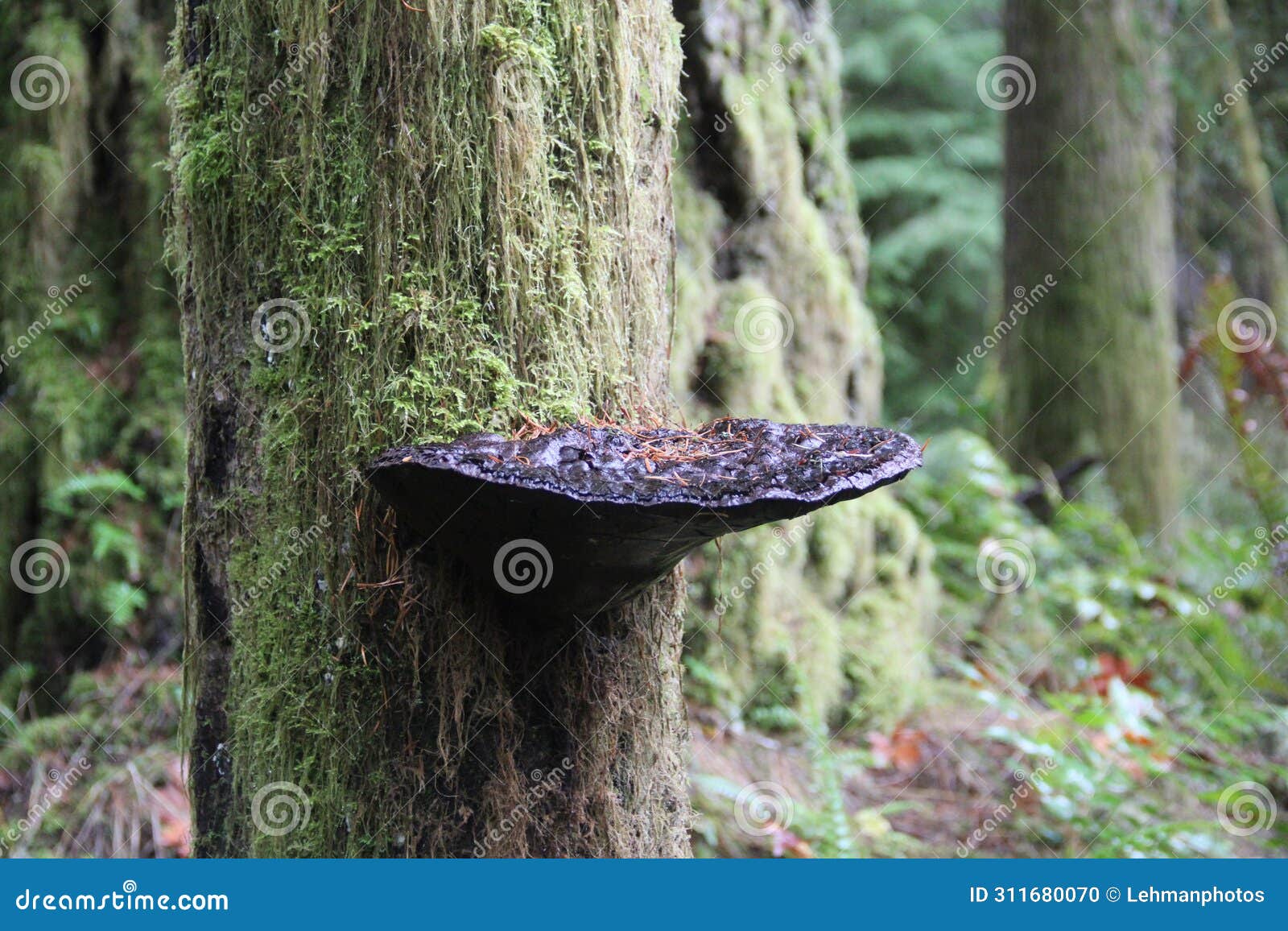Temperate Rainforest Bracket Fungi on a Tree Stock Photo - Image of ... Temperate Rainforest Bracket Fungi on a Tree Stock Photo - Image of ...