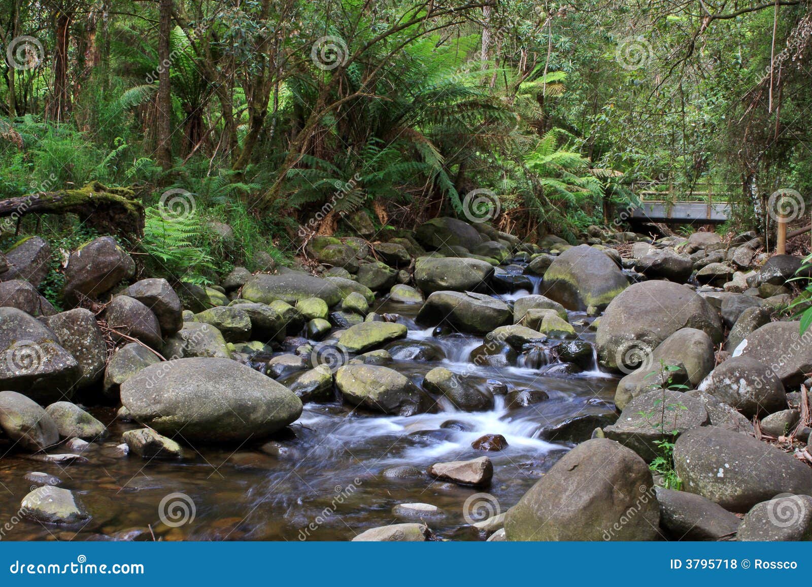 Temperate Rainforest Creek stock photo. Image of myrtle - 3795718