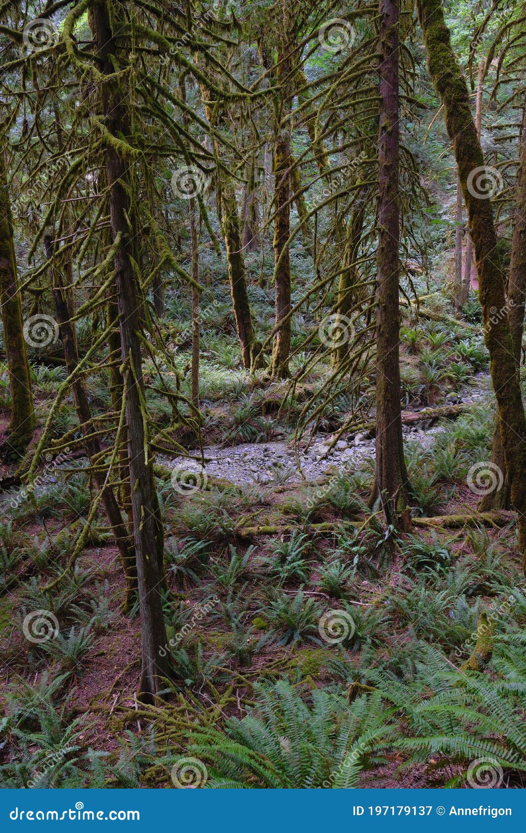 Temperate Rainforest At Goldstream Provincial Park Near Victoria, BC ... Temperate Rainforest At Goldstream Provincial Park Near Victoria, BC ...