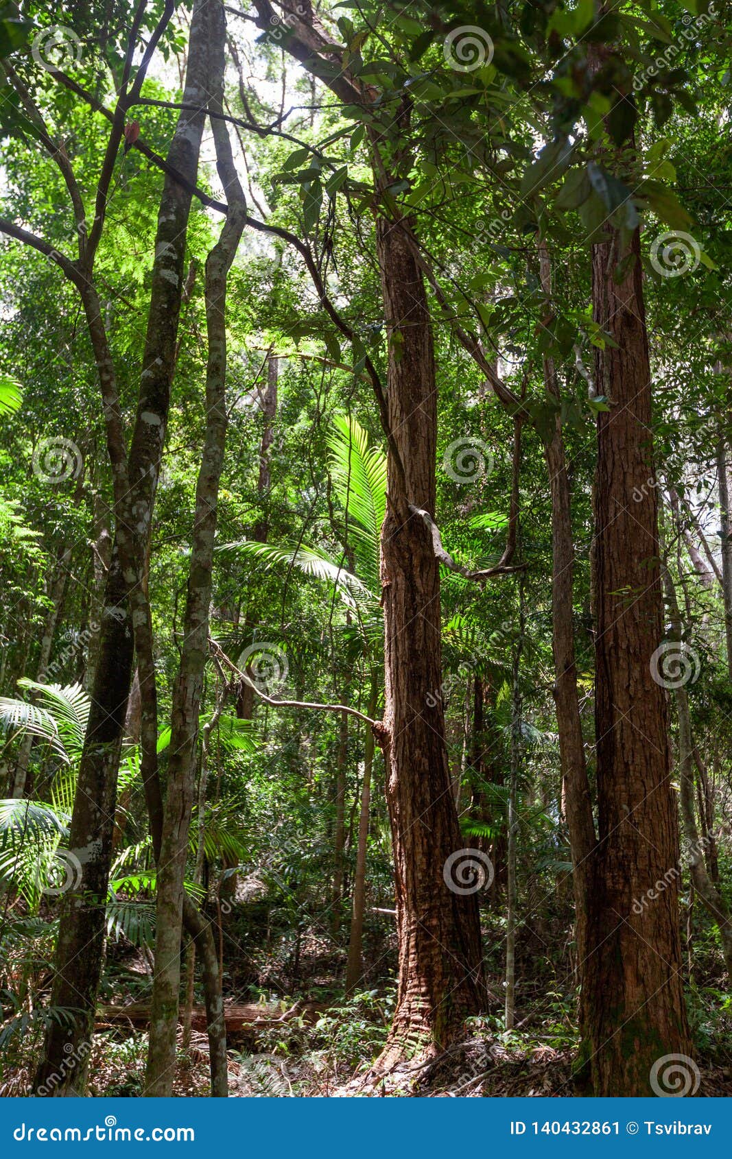 Tall trees and ferns. stock image. Image of heritage - 140432861