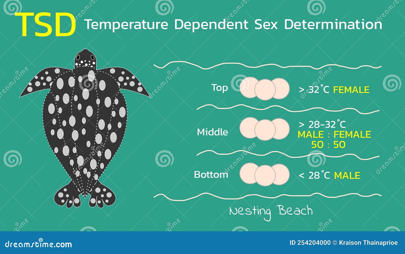 Temperature Dependent Sex Determination Tsd Of Sea Turtles Stock