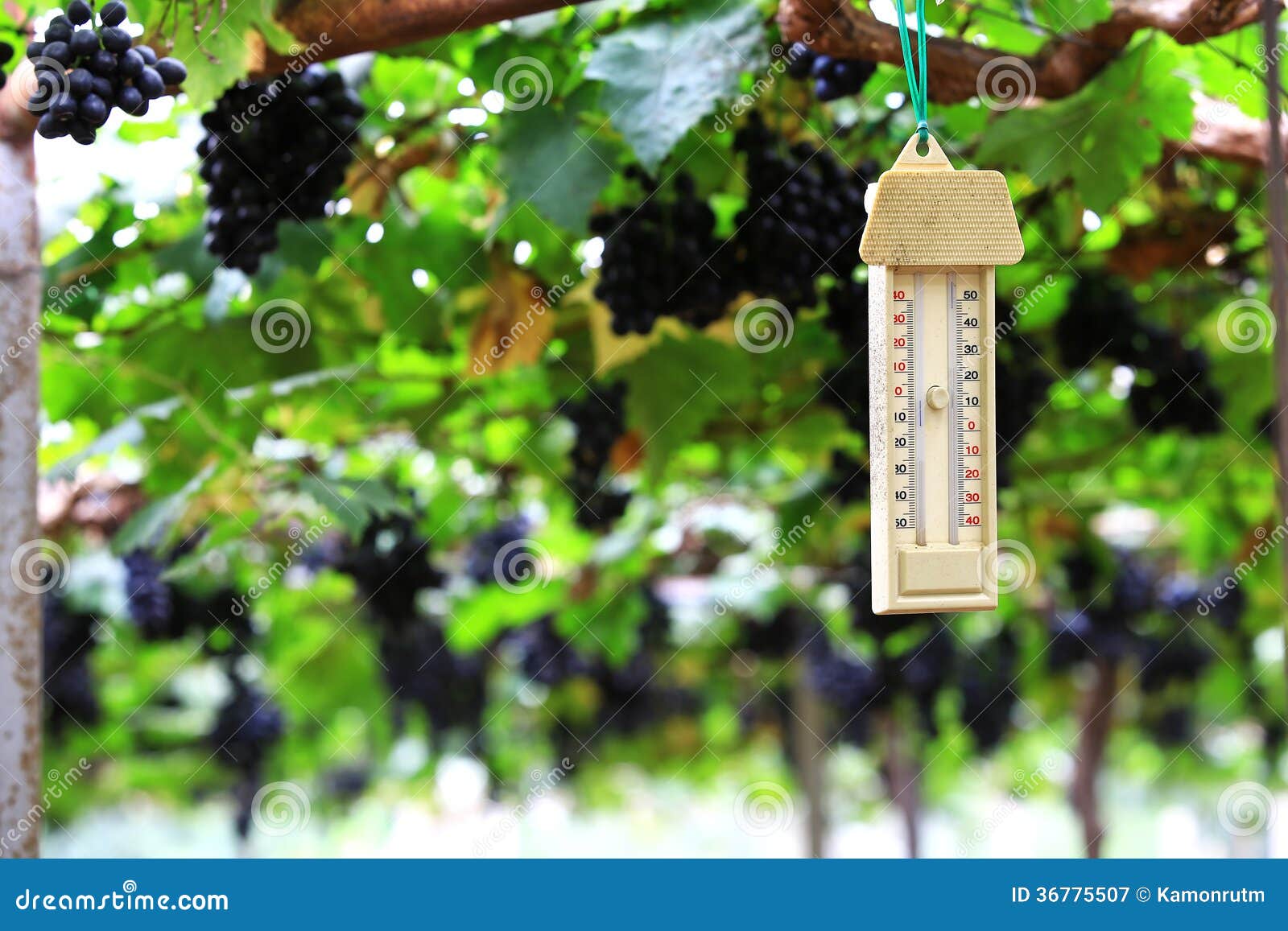 Temperature Grape Garden Control by Thermometer Stock Image - Image of ...