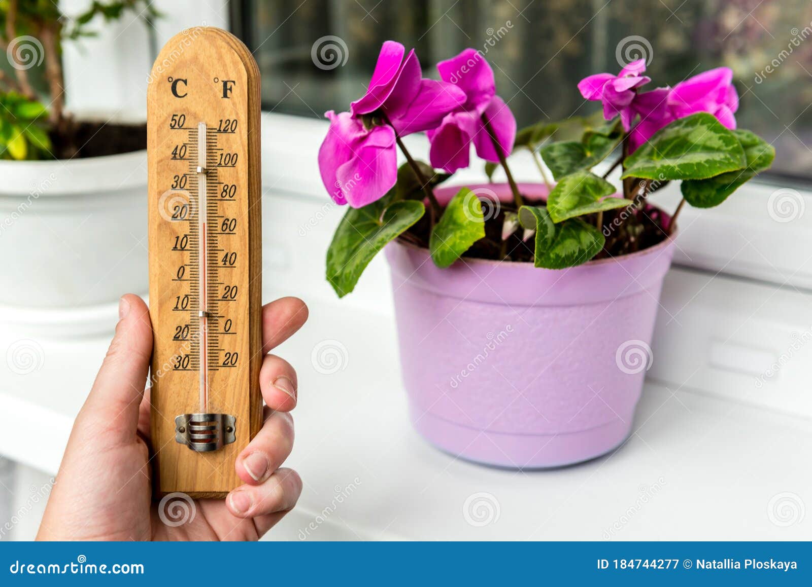 Temperature for Plants on the Balcony. Thermometer and Room Flower ...