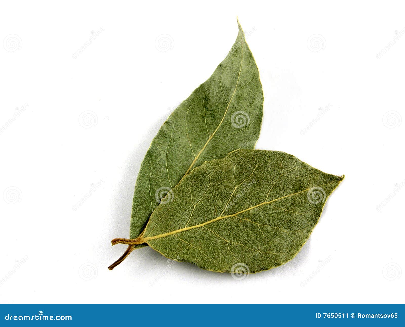 Tempero, folha de louro imagem de stock. Imagem de folha - 7650511