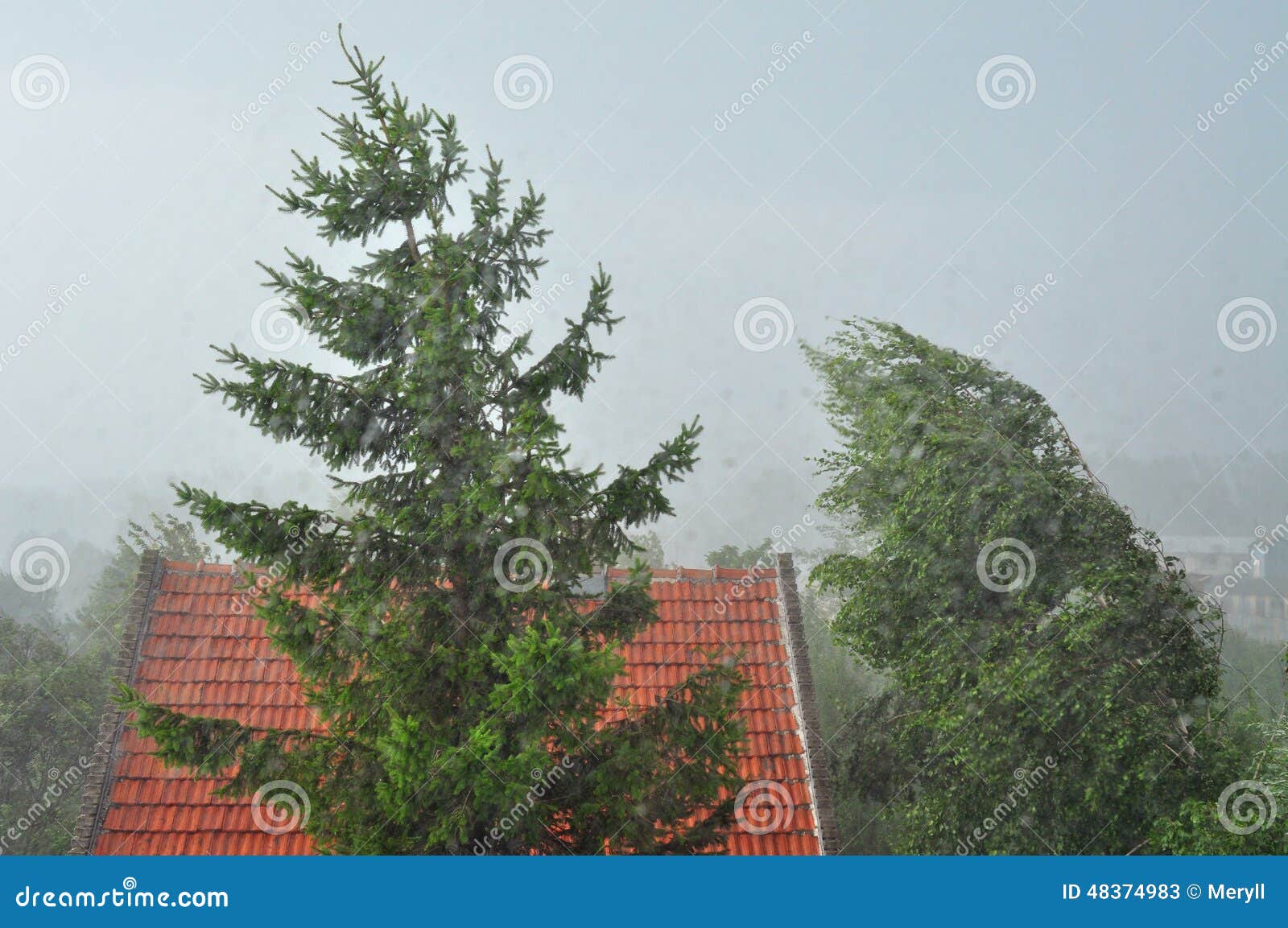 Tempest wind stock image. Image of heavy, trees, hurricane - 48374983