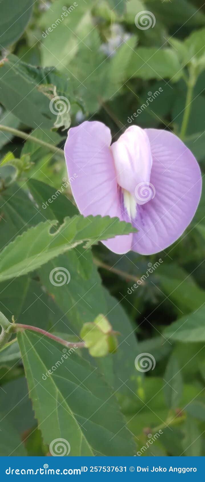 In Our Area this Flower is Named Tempik Flower Stock Image - Image of ...