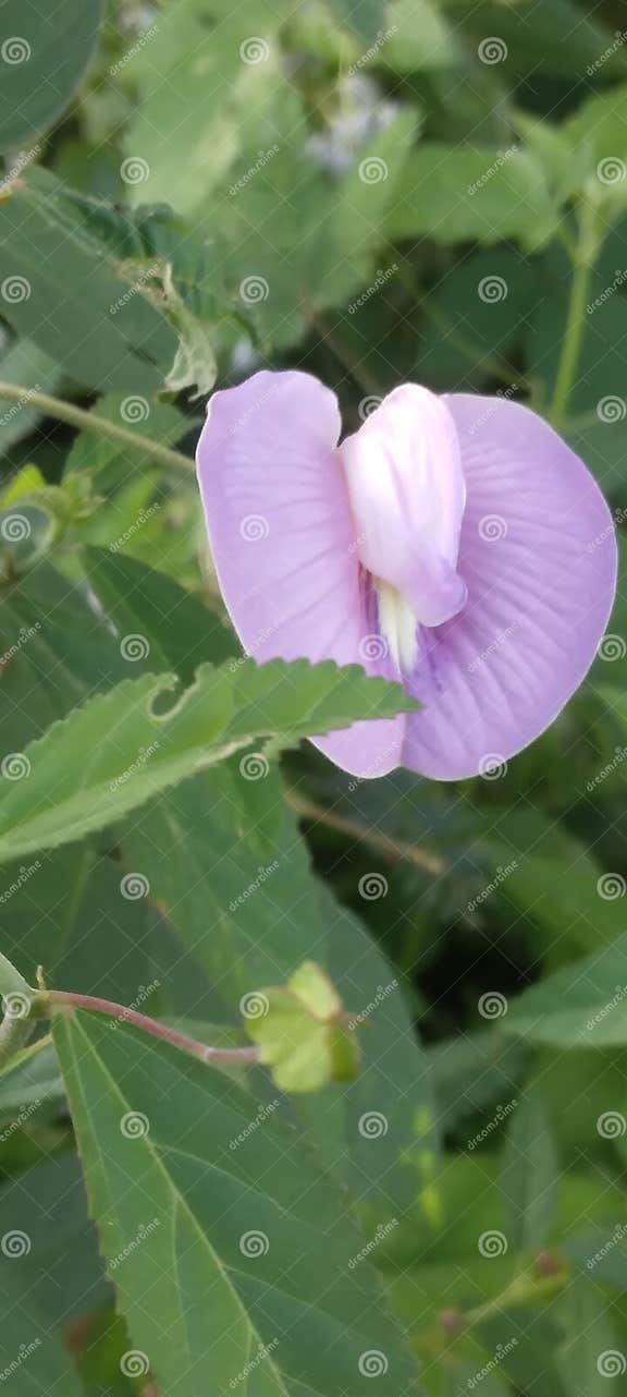 In Our Area this Flower is Named Tempik Flower Stock Image - Image of ...