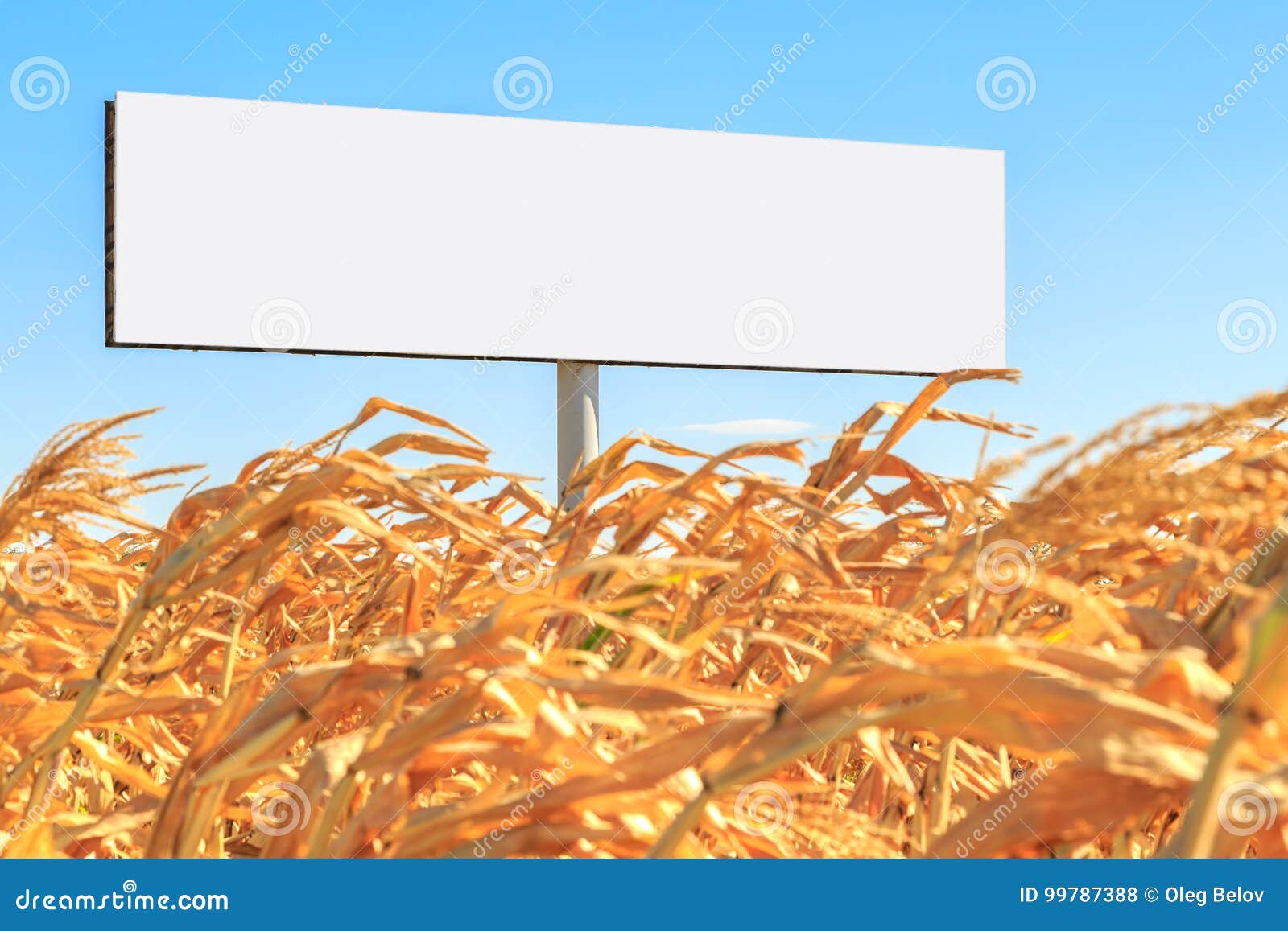 Form Corn Dough Into Medium Sized Balls Royalty-Free Stock Photo ...