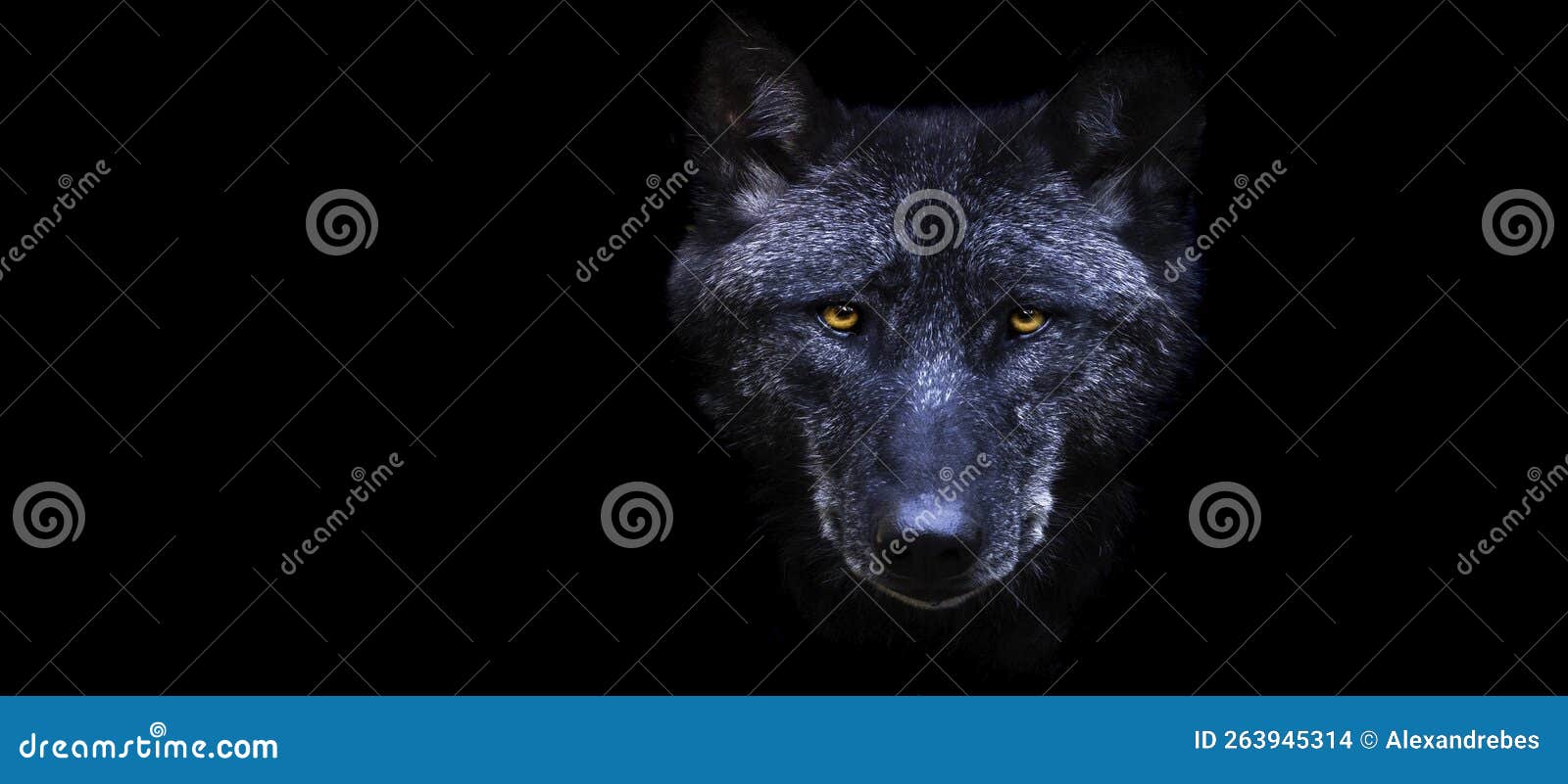 Template of a Black Wolf with a Black Background Stock Photo - Image of ...