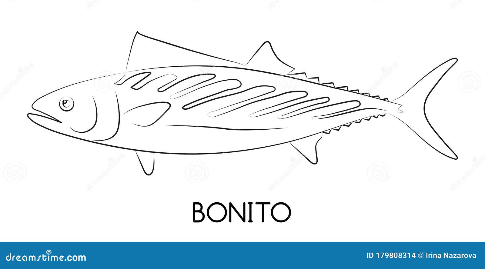 Bonito Fish. Commercial Fish Species. Vector Illustration ...