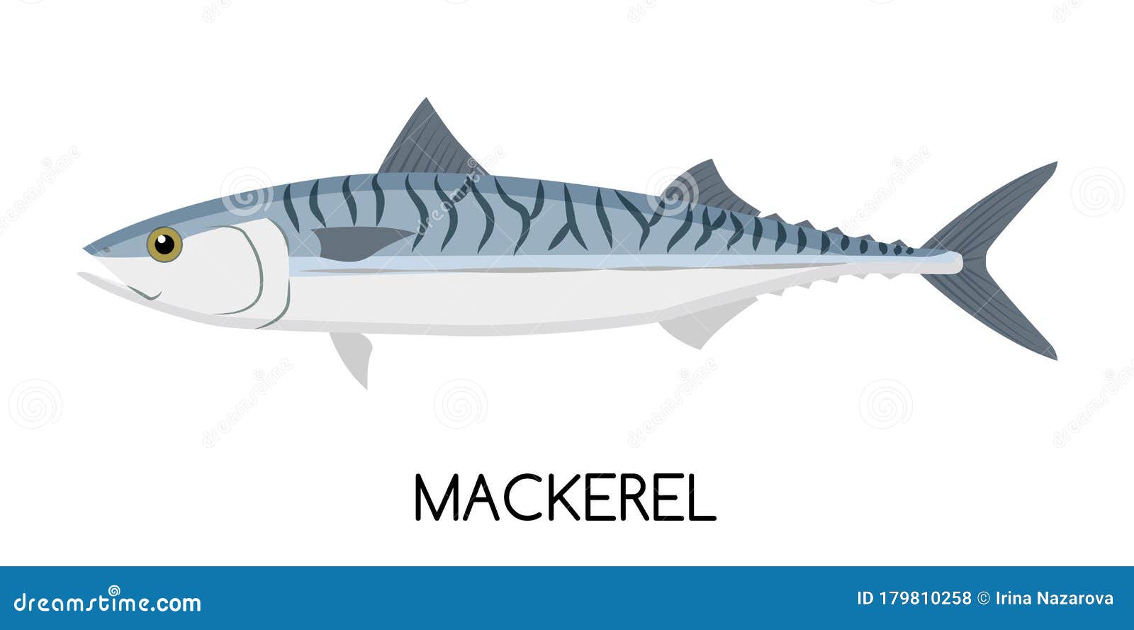 Mackerel. Commercial Fish Species. Cartoon Vector | CartoonDealer.com ...
