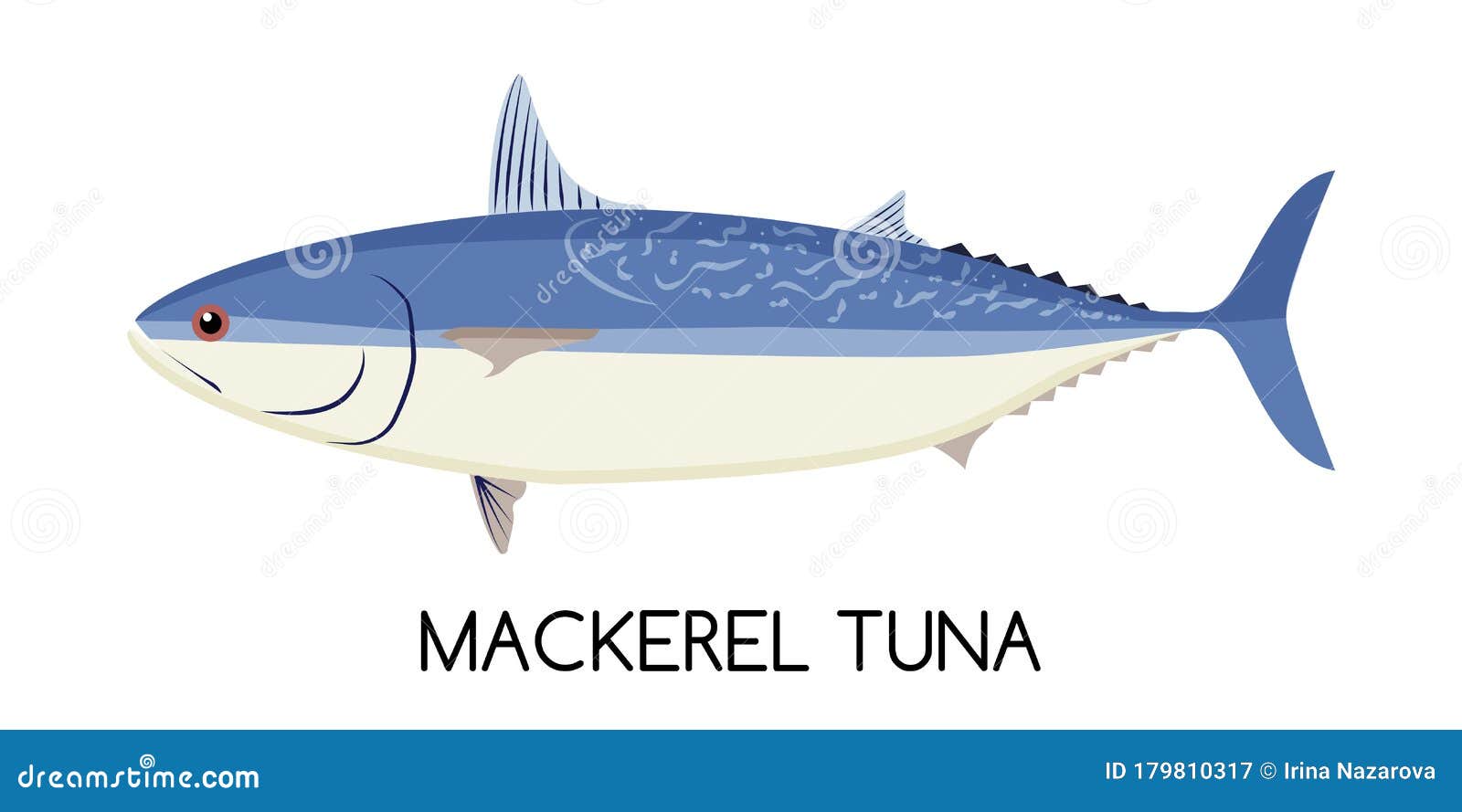 Mackerel. Commercial Fish Species. Cartoon Vector | CartoonDealer.com ...