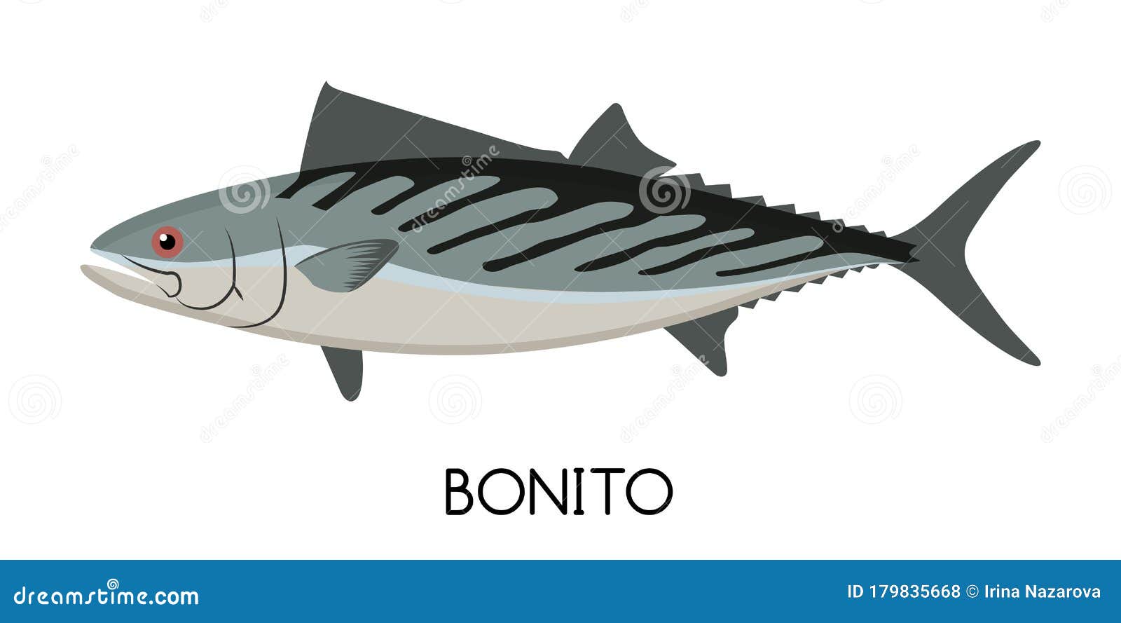 Bonito Fish. Commercial Fish Species Stock Vector - Illustration of ...