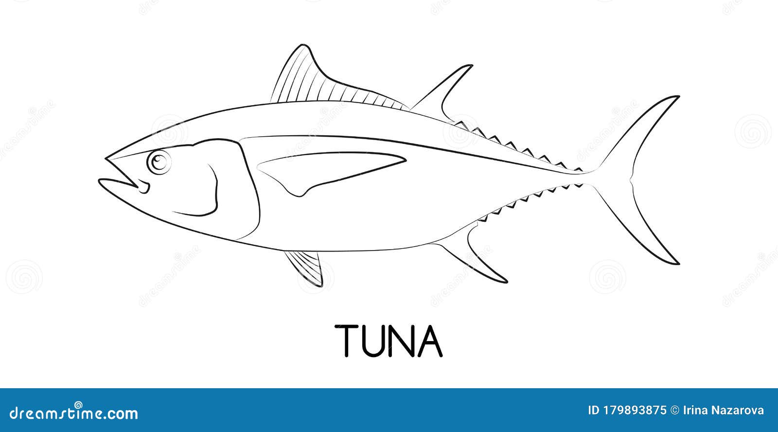 Tuna. Commercial Fish Species Stock Vector - Illustration of aqua, flat ...
