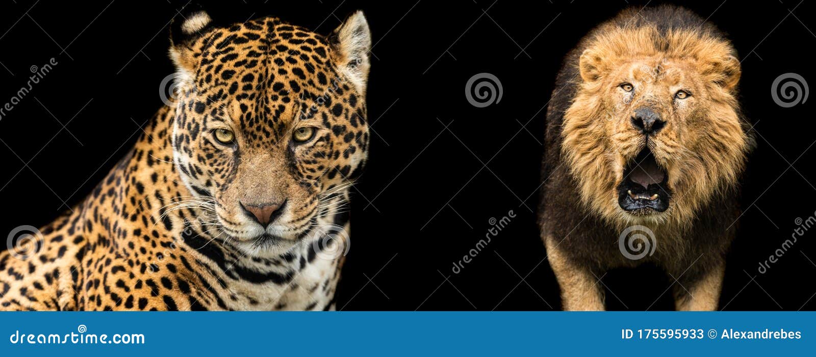 Jaguar Vs Lion Fight