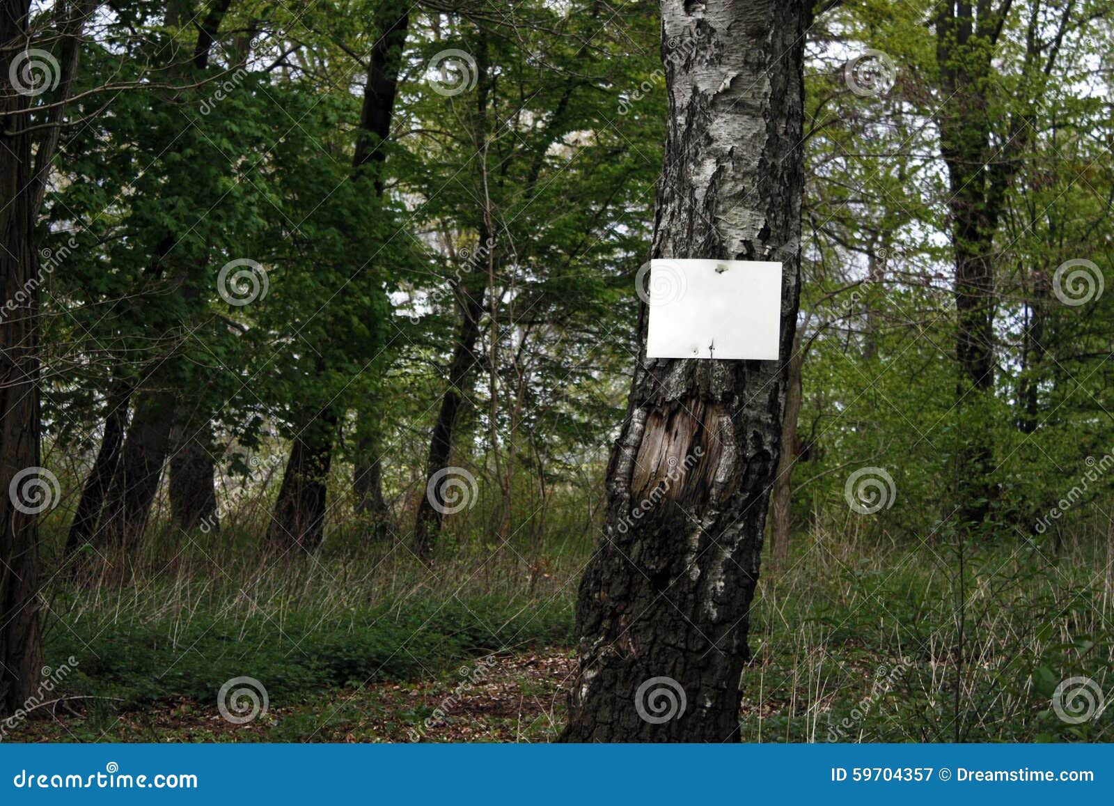 Template of the Notice on the Tree Stock Image - Image of tree ...
