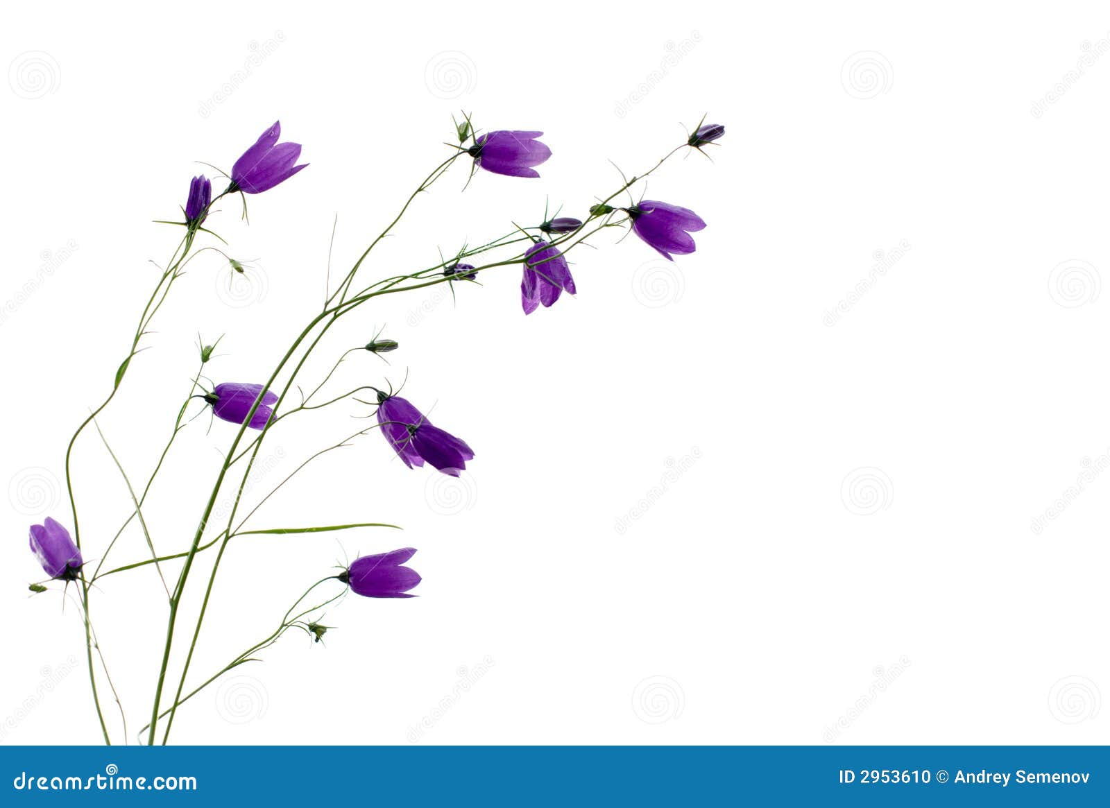Template Pattern of Bellflower Stock Photo - Image of fragility ...
