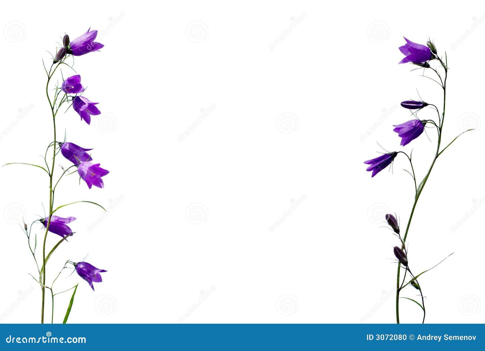 Template Pattern Of Bellflower Picture. Image: 3072080