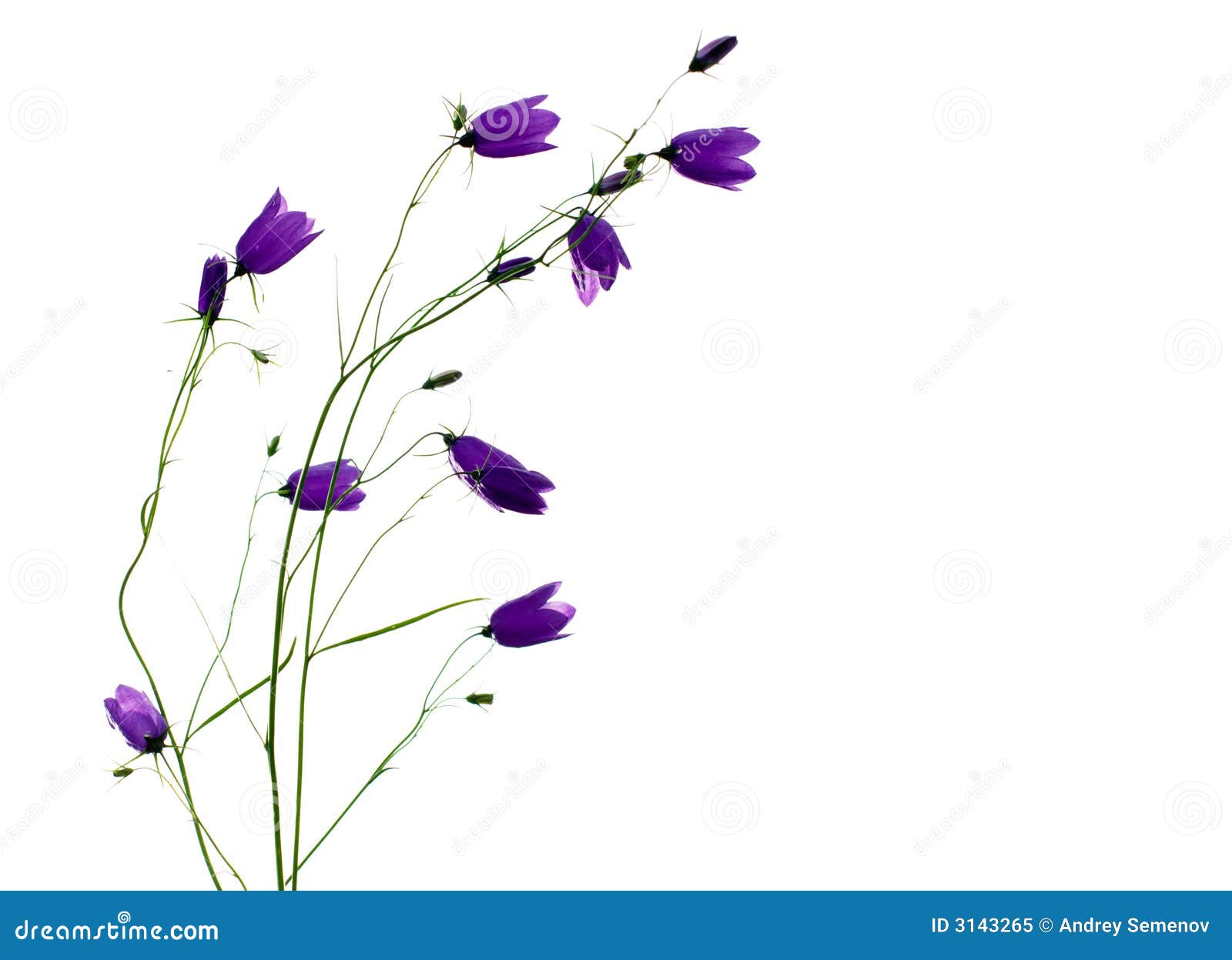 Template Pattern of Bellflower Stock Image - Image of pattern, green ...