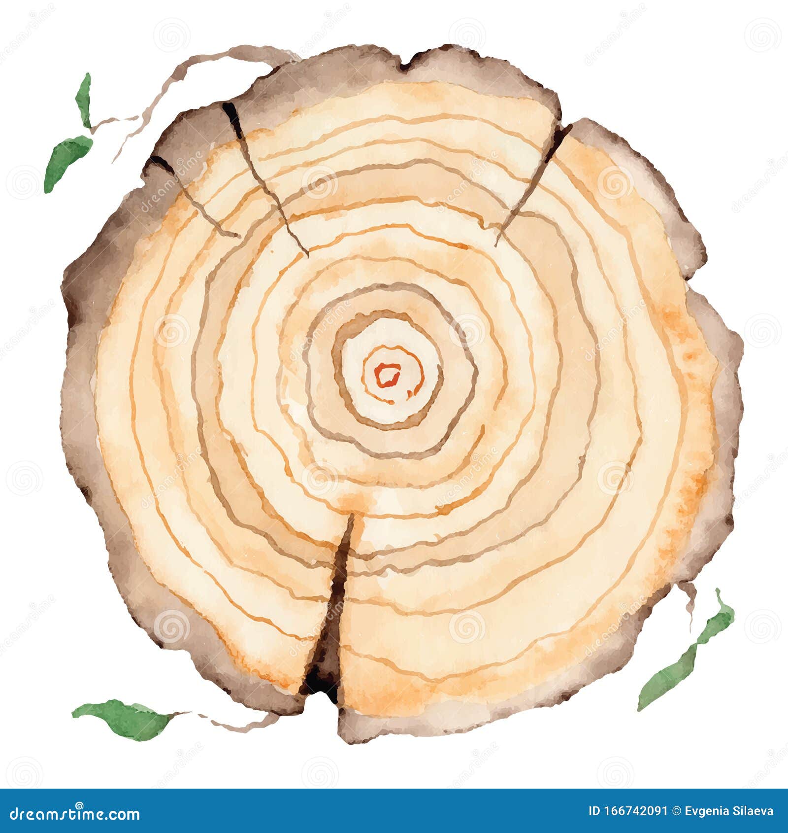 Wood Slice. Tree Rings. Watercolor Illustration. Stock Image - Image of ...