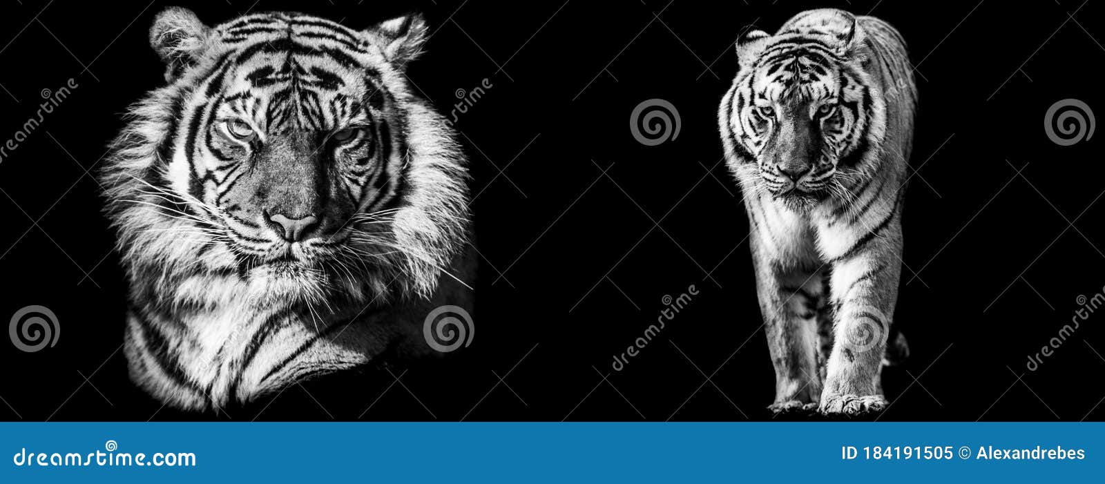 Template of Tiger in B&W with Black Background Stock Image - Image of ...