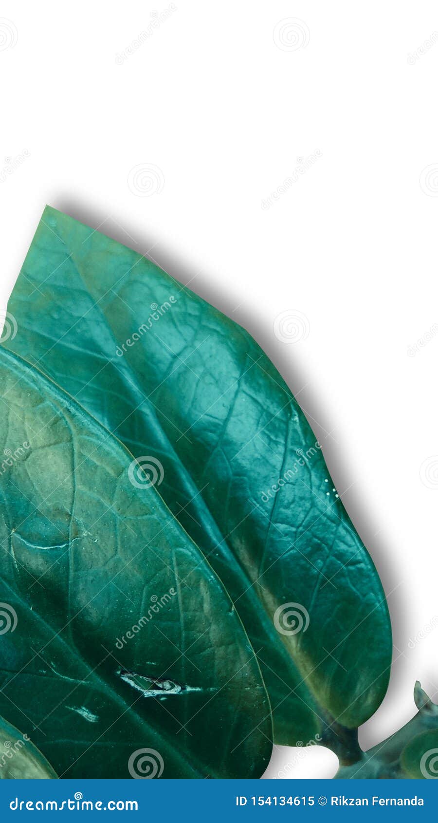 Leaf Illustrations, in Full Color, for Templates and Backgrounds, and ...