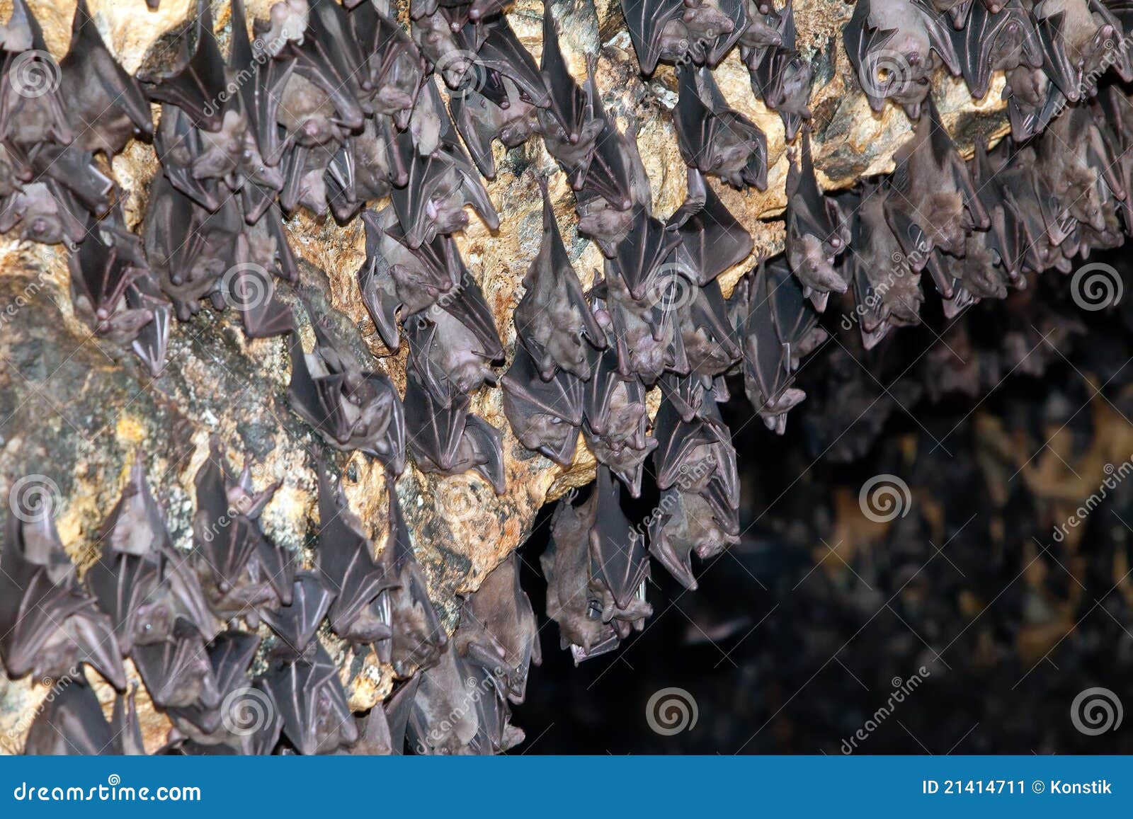 In a Temple of a Bat. Indonesia Stock Image - Image of buddha, jungle ...