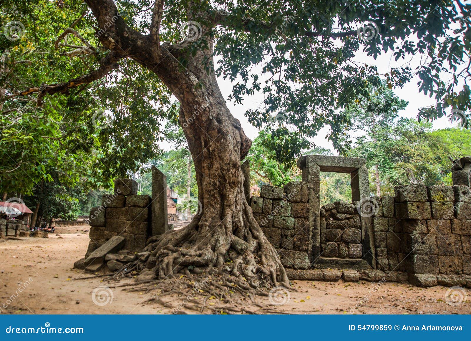 The Temple Complex of Angkor.Trees with Roots.Cambodia. Stock Image ...