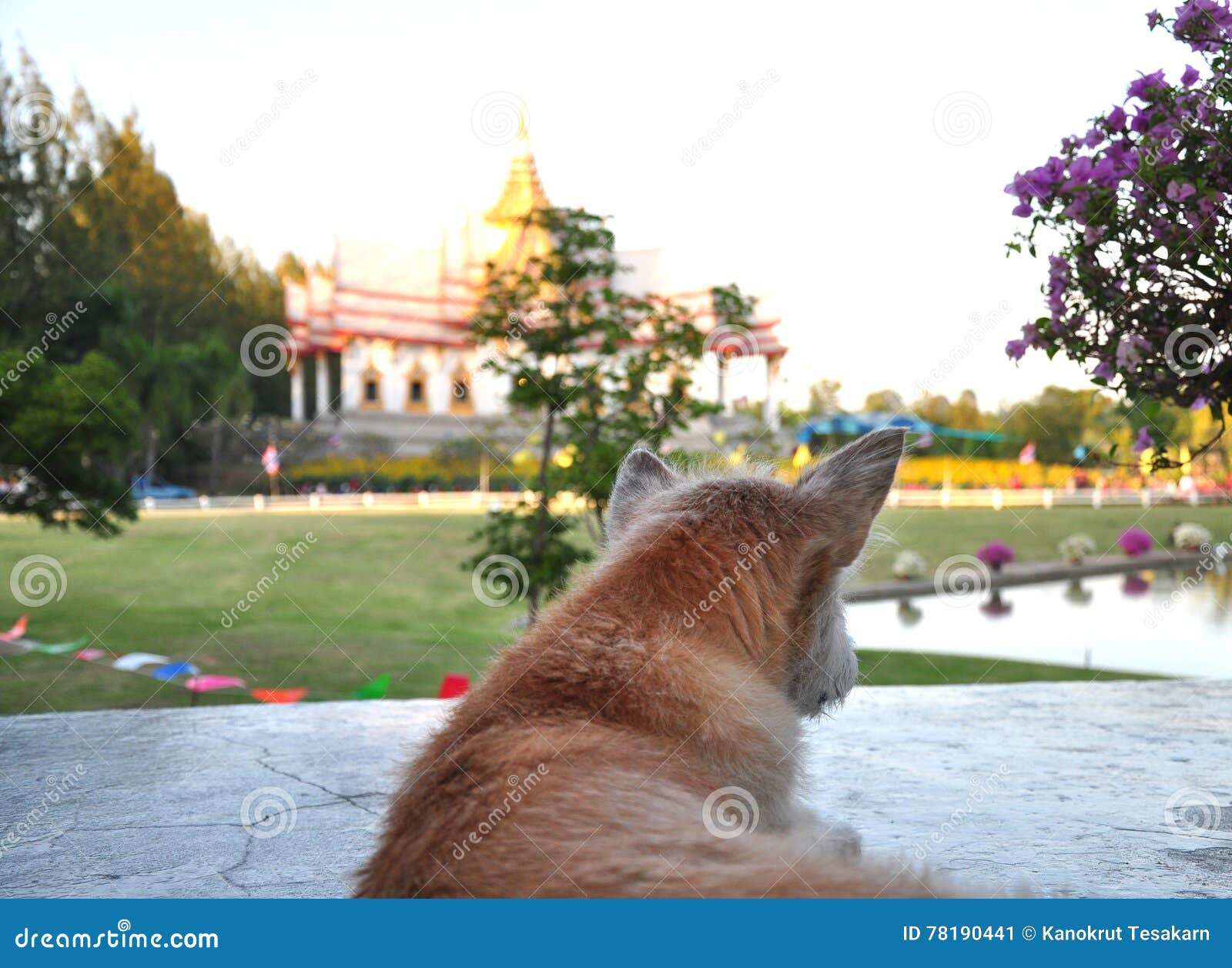 Temple dog stock image. Image of lying, watching, temple - 78190441