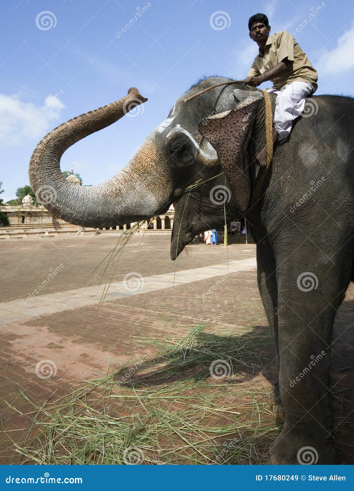 Temple Elephant - Thanjavur - India Editorial Stock Image - Image of ...