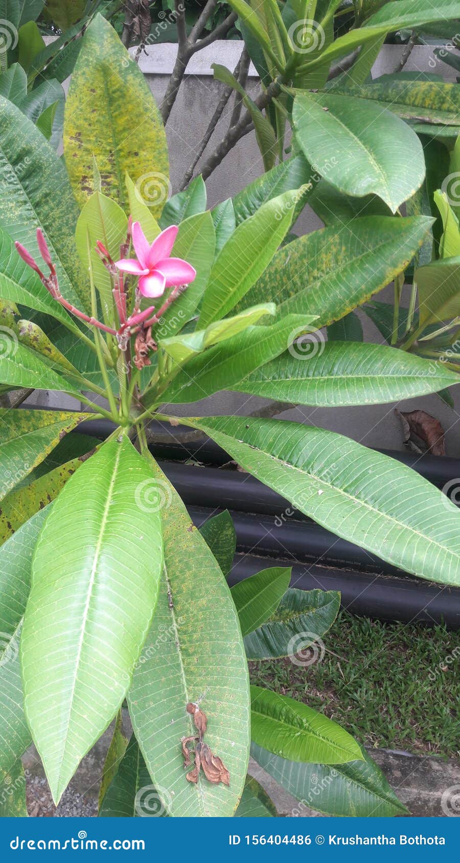 Temple Flower Red in Colour Planted in a Plot of Land. Stock Photo ...