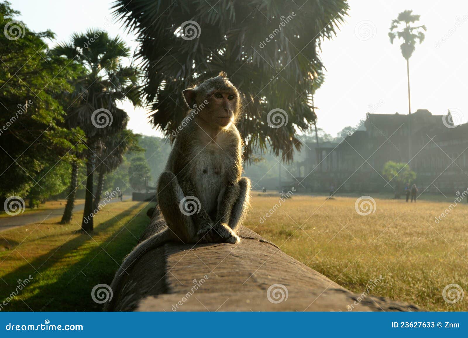 Temple Monkey in Angkor Wat Stock Image - Image of site, cynomolgus ...