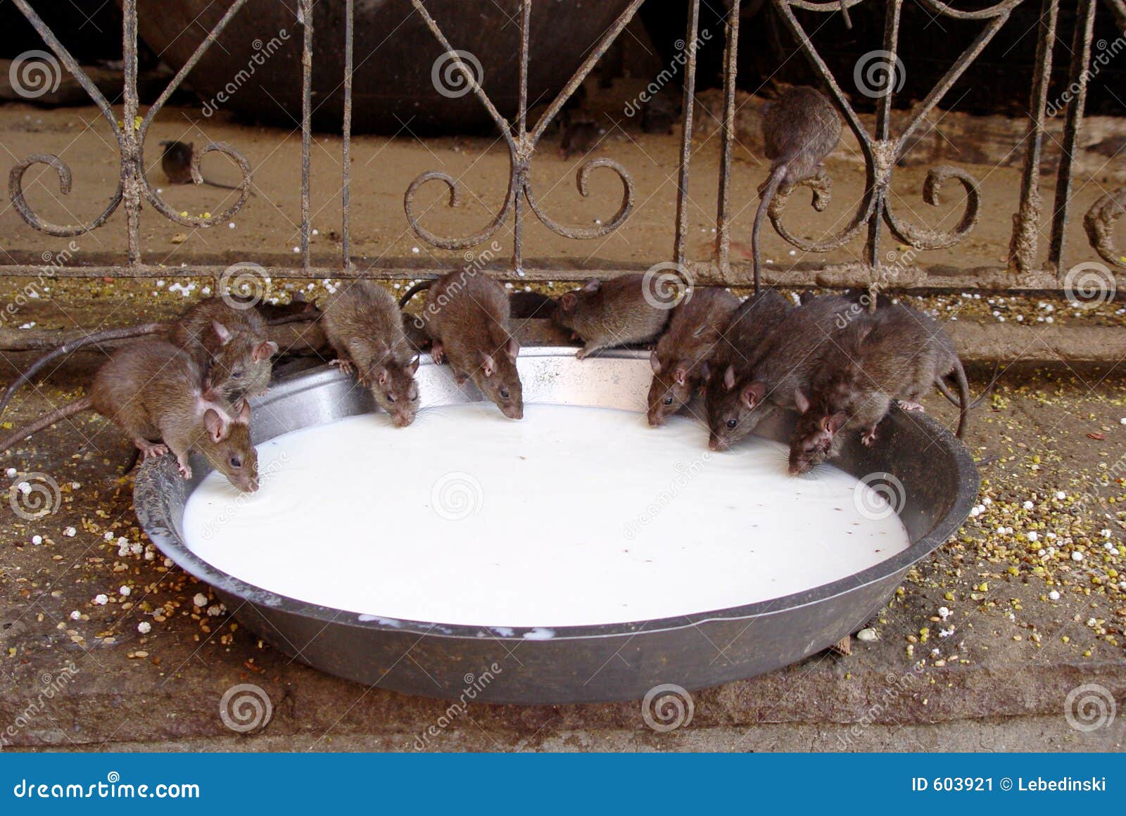 Temple Rats stock image. Image of nepal, marble, traditions - 603921