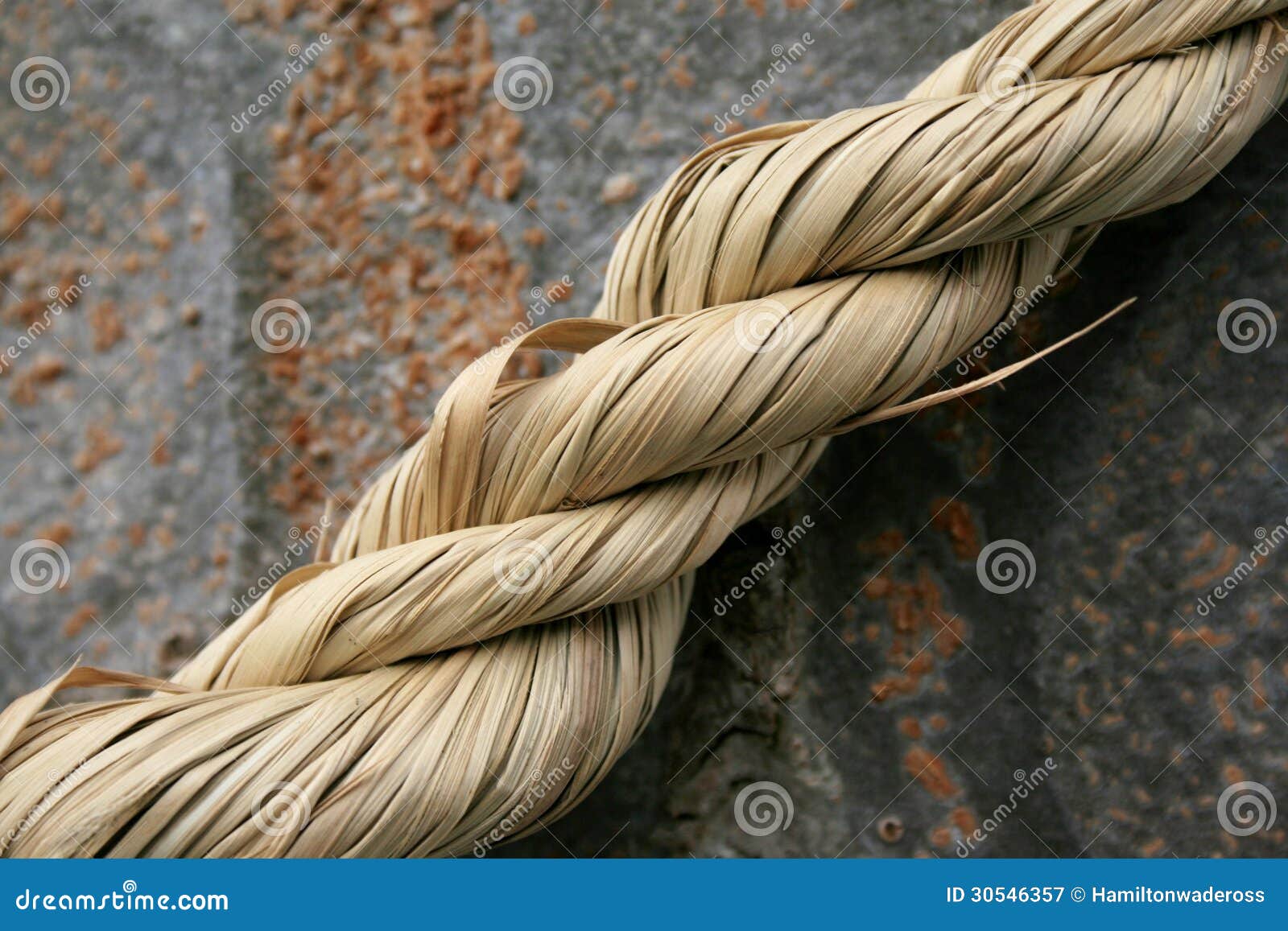Temple rope stock image. Image of japan, rope, tree, shrine - 30546357
