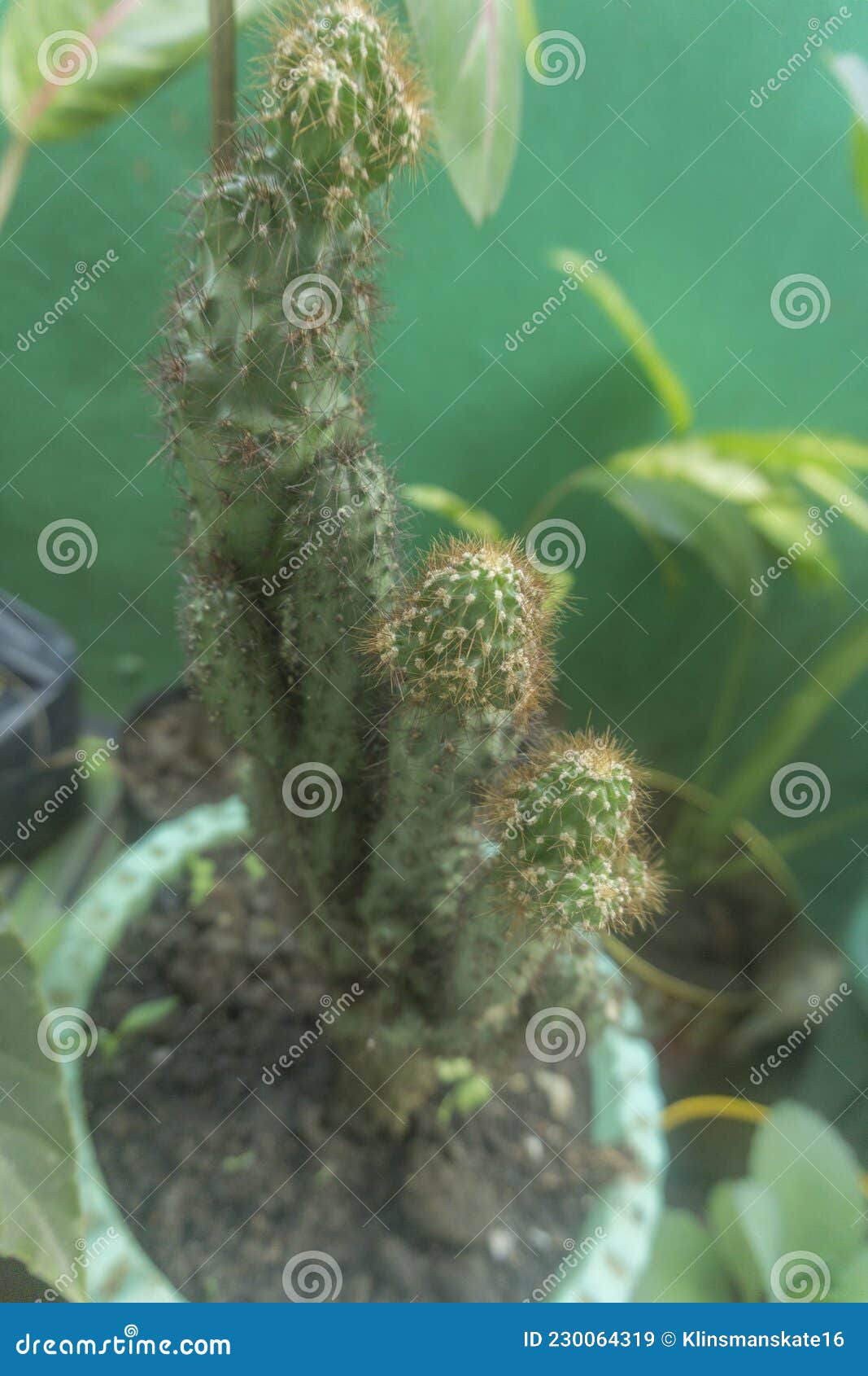 Temple Succulent Cactus Ornamental Plant Stock Image - Image of ...