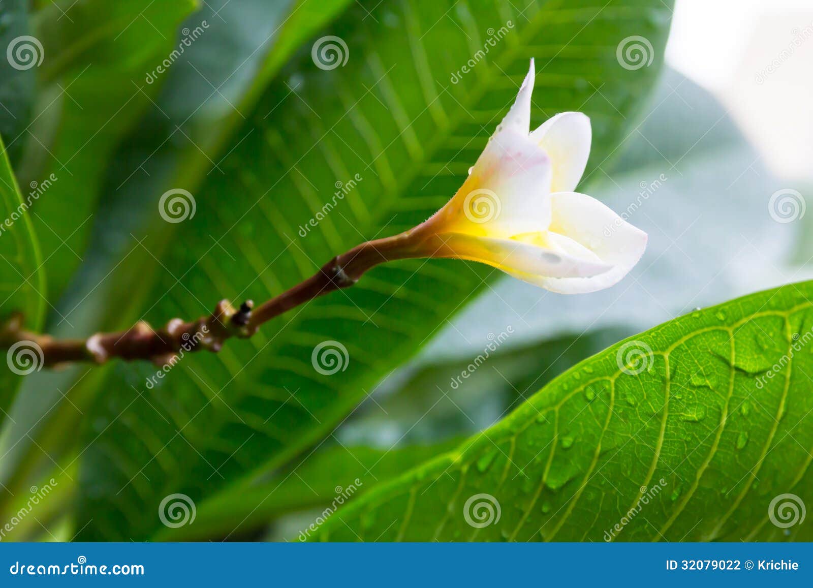 Temple Tree Flower Royalty-Free Stock Image | CartoonDealer.com #32079022