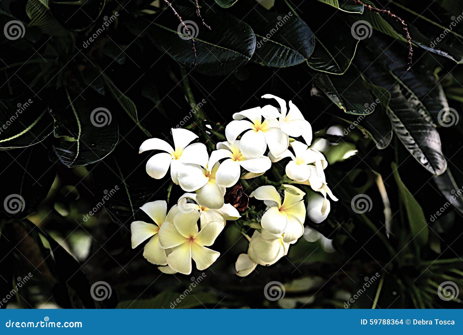 Temple tree flowers stock photo. Image of flowers, templetree - 59788364