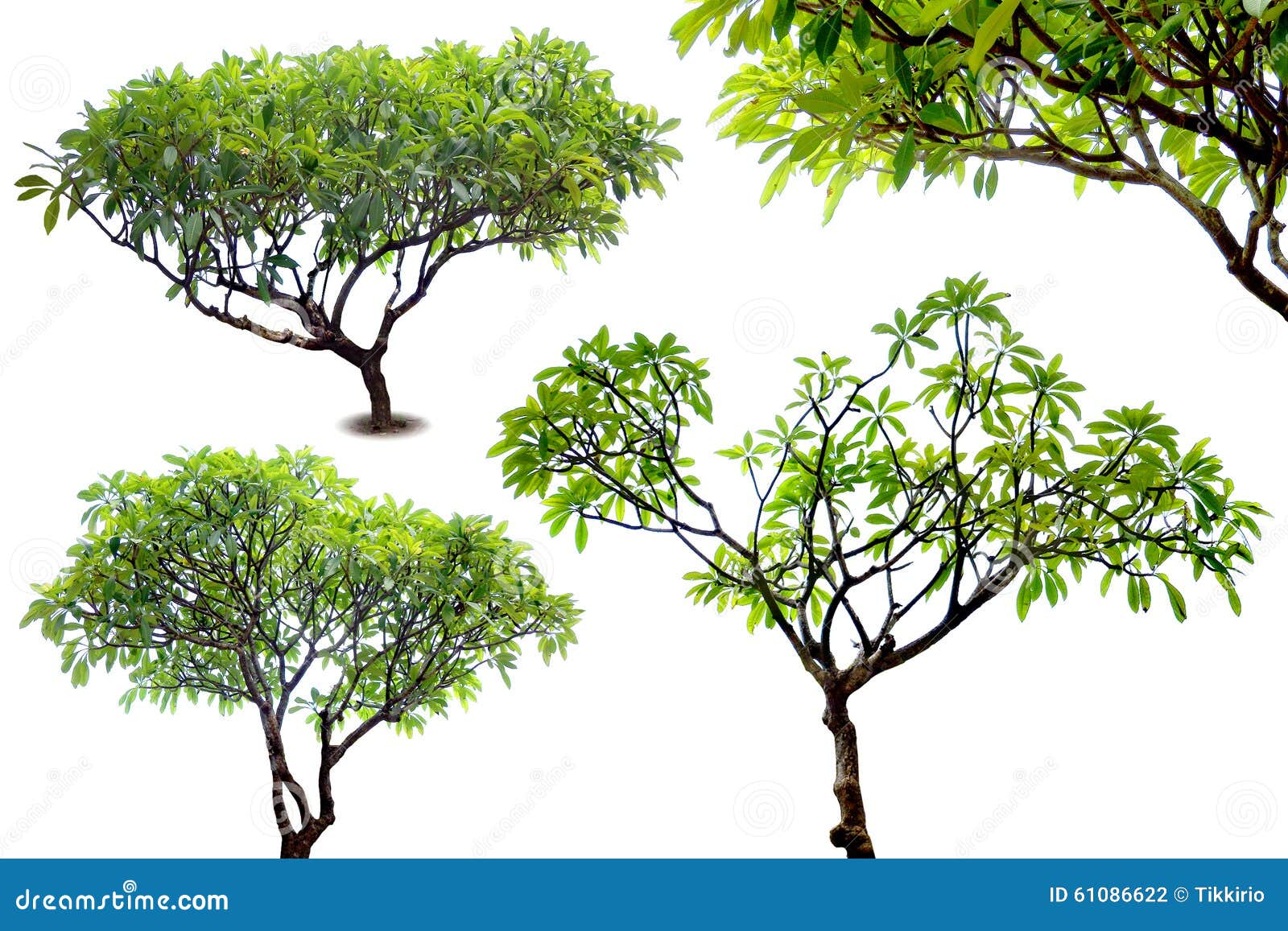 Temple Tree Flower Royalty-Free Stock Image | CartoonDealer.com #32079022