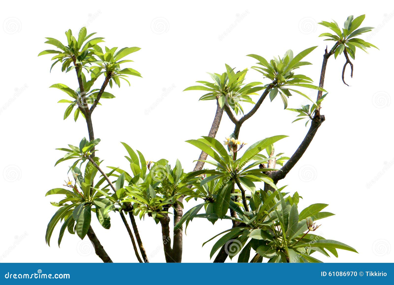 Temple Tree Flower Royalty-Free Stock Image | CartoonDealer.com #32079022