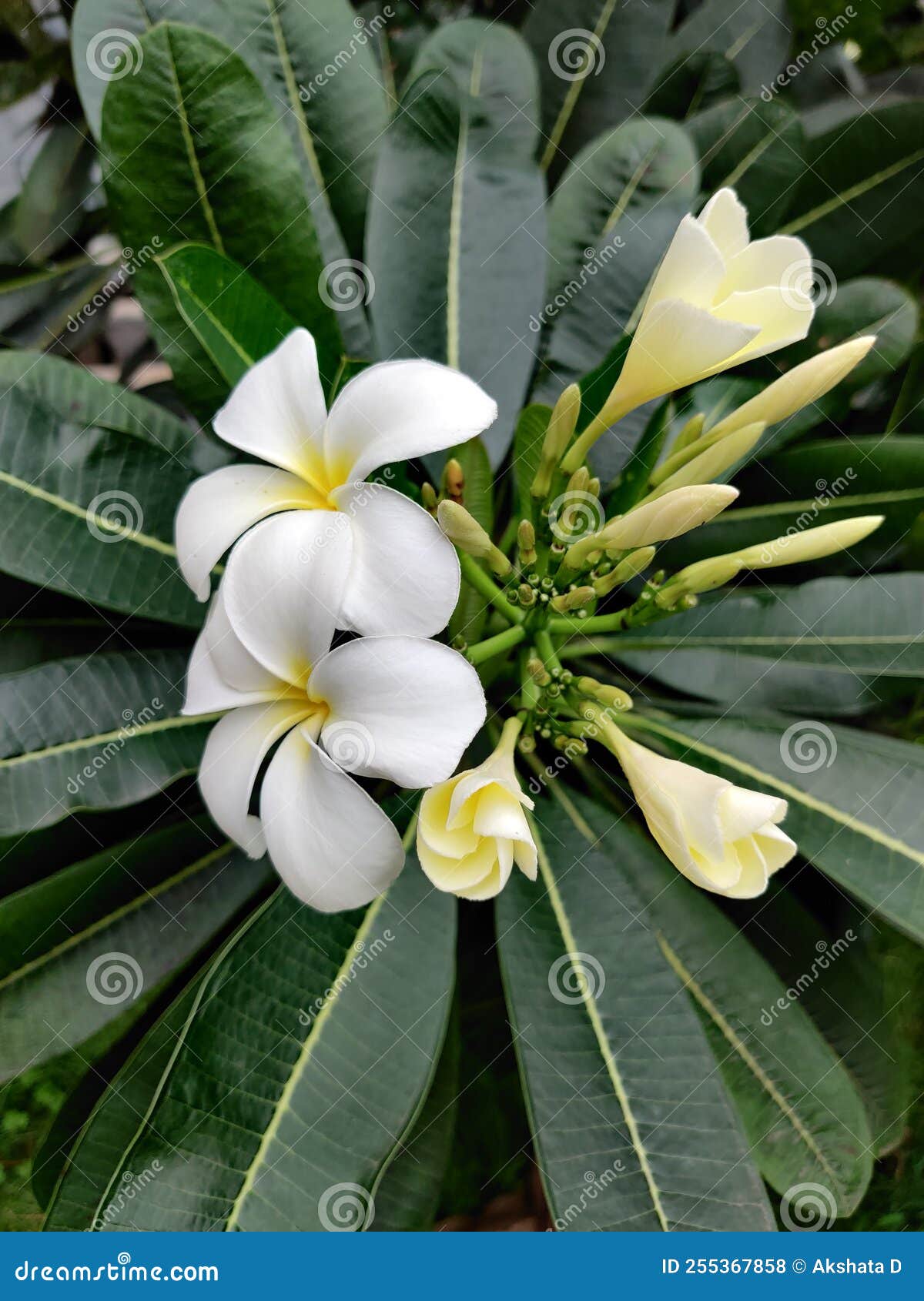 Temple tree white flowers. stock photo. Image of flowers - 255367858