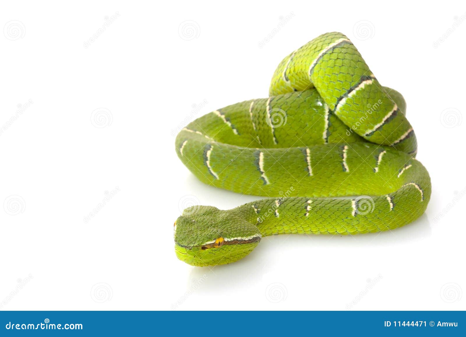2,159 Beauty Viper Stock Photos - Free & Royalty-Free Stock Photos from ...